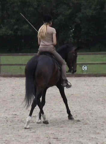 Half pass | Straightness Training