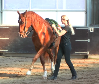 Half pass | Straightness Training