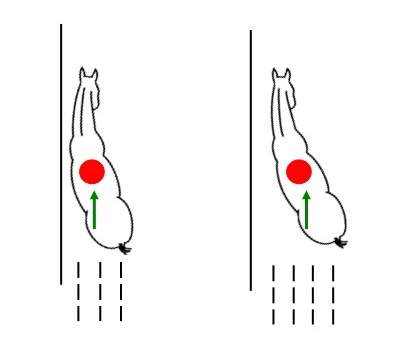 Haunches-in | Straightness Training