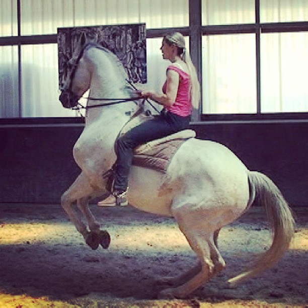 Levade | Straightness Training