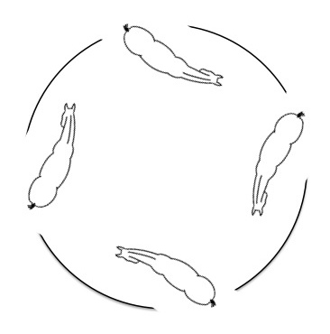 Renvers | Straightness Training