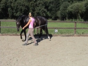Groundwork For Horses | Straightness Training