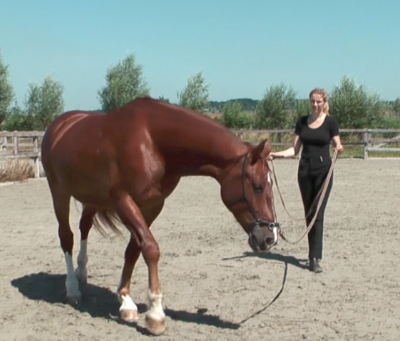 Longeing a horse | Tips & Information | Straightness Training
