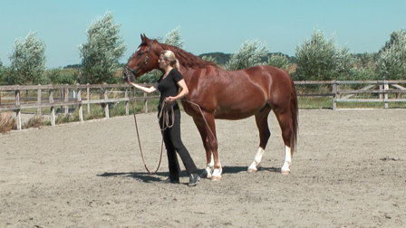 Longe Line | Straightness Training