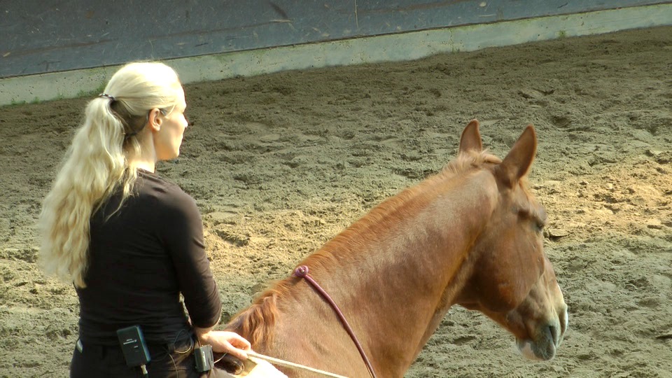 Cordeo | Straightness Training