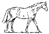 Horse gaits - Straightness Training